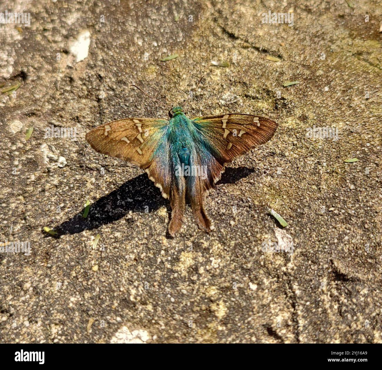 Long-tailed Skipper (Urbanus proteus Stock Photo - Alamy