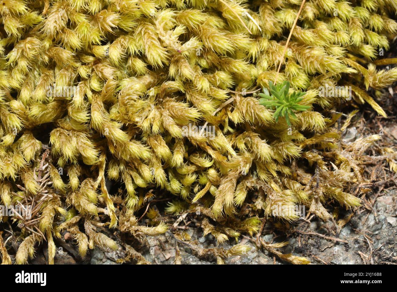Golden Glade-moss (Rhytidium rugosum Stock Photo - Alamy