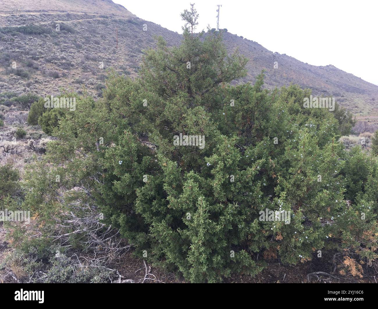Utah Juniper (Juniperus osteosperma Stock Photo - Alamy