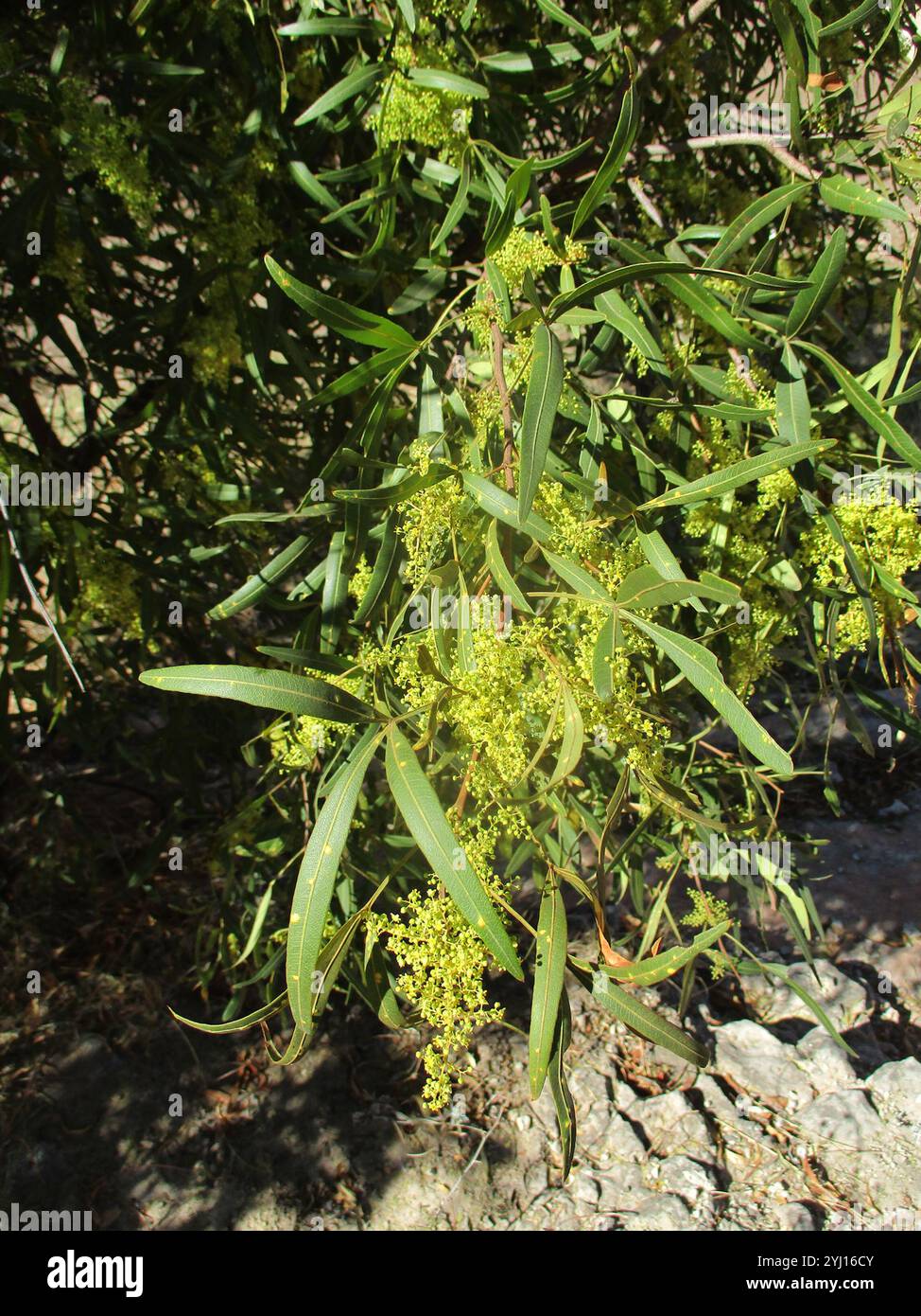 african sumac (Searsia lancea Stock Photo - Alamy