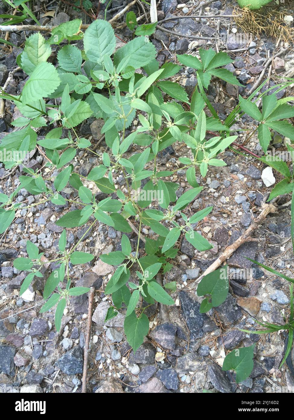 Prairie Tea (Croton monanthogynus Stock Photo - Alamy