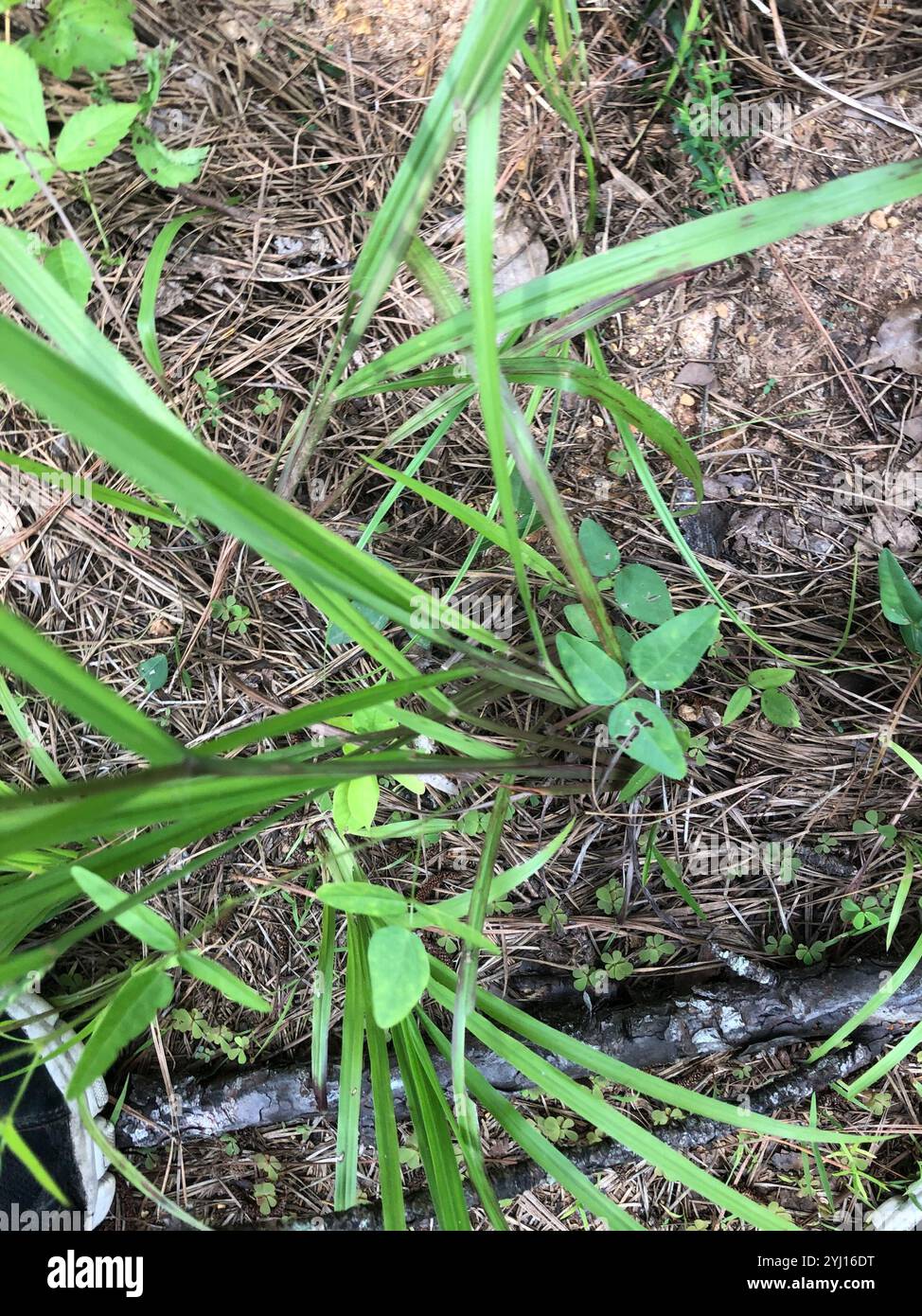 (Paspalum laeve laeve Stock Photo - Alamy