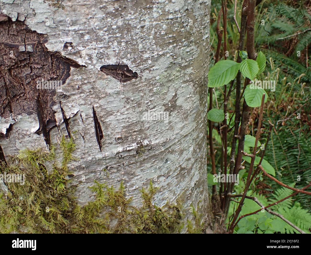 Red Alder (Alnus rubra Stock Photo - Alamy