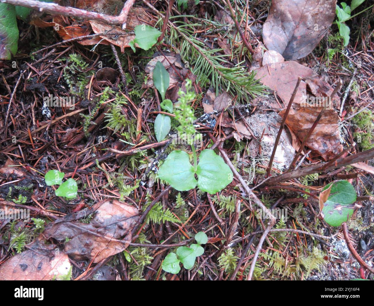 Heartleaf Twayblade (Neottia cordata Stock Photo - Alamy