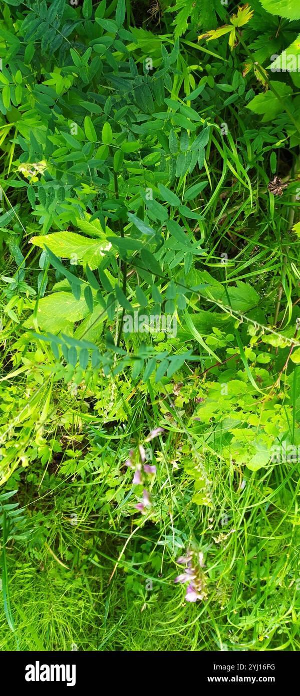Alpine Sweet-vetch (Hedysarum alpinum Stock Photo - Alamy