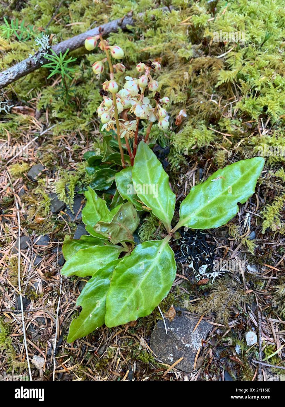 Pyrola picta hi-res stock photography and images - Alamy