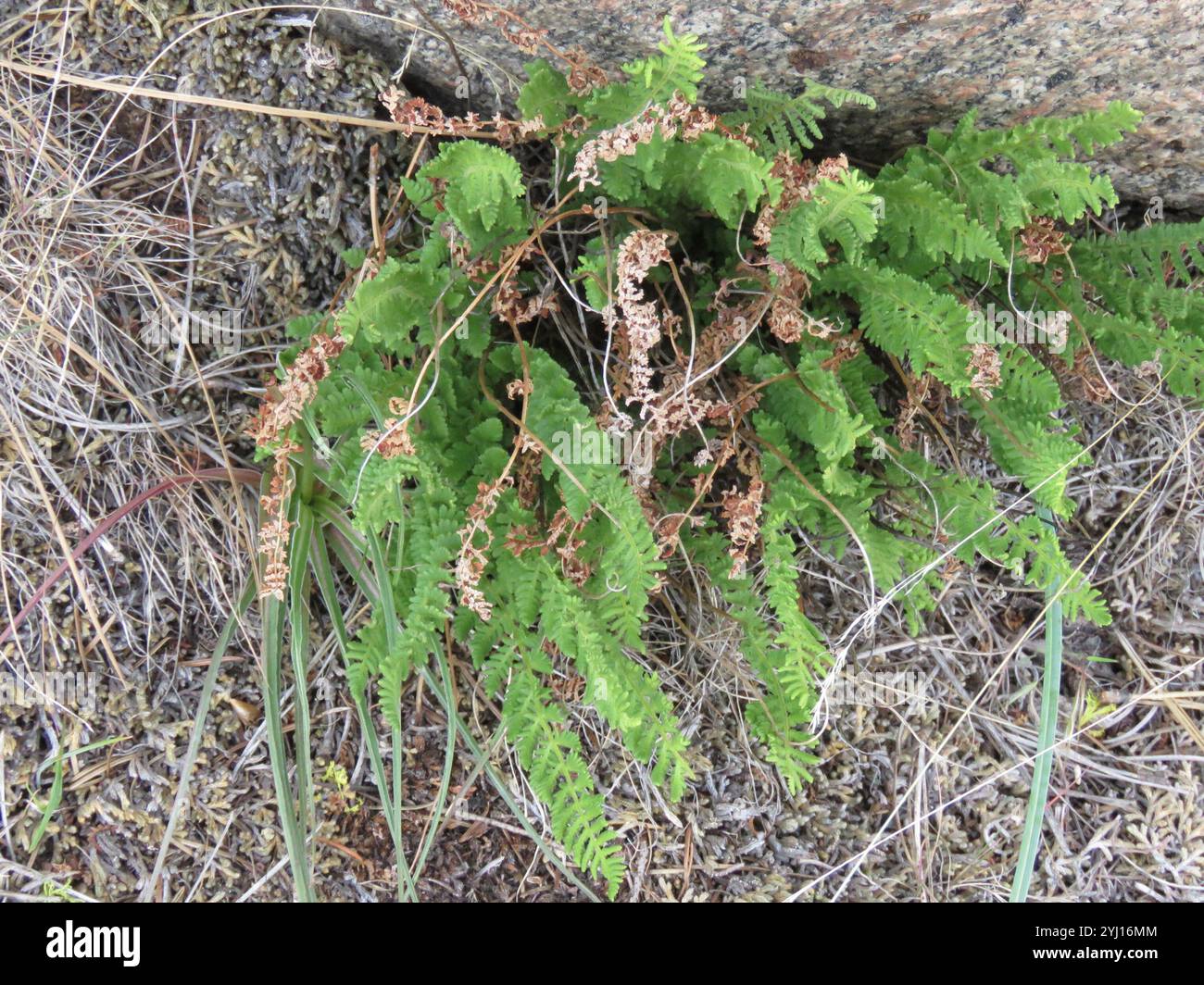 cliff ferns (Woodsia Stock Photo - Alamy