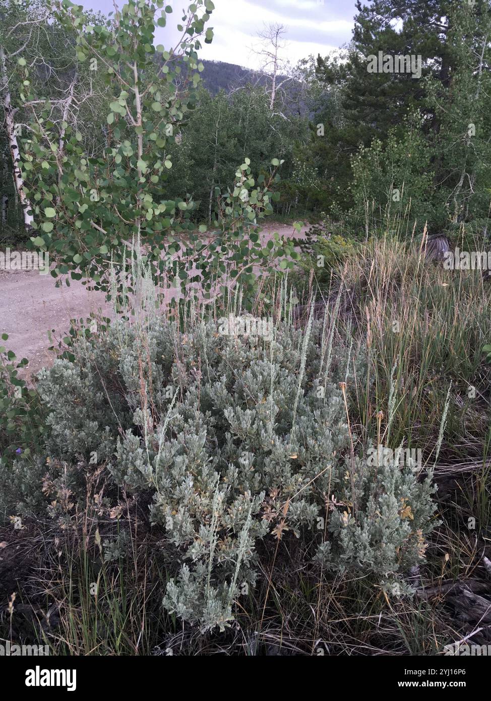 Big Sagebrush (Artemisia tridentata Stock Photo - Alamy