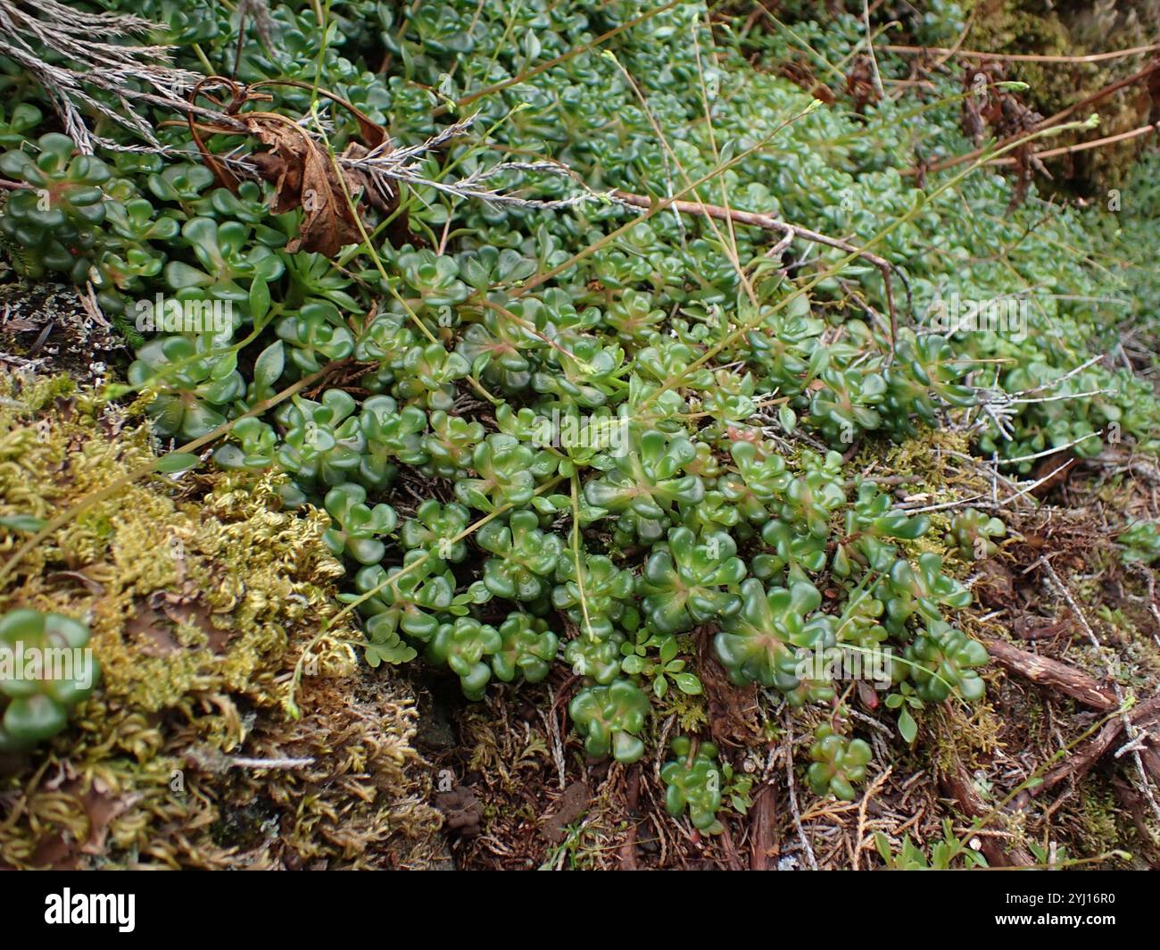 Oregon Stonecrop (Sedum oreganum Stock Photo - Alamy