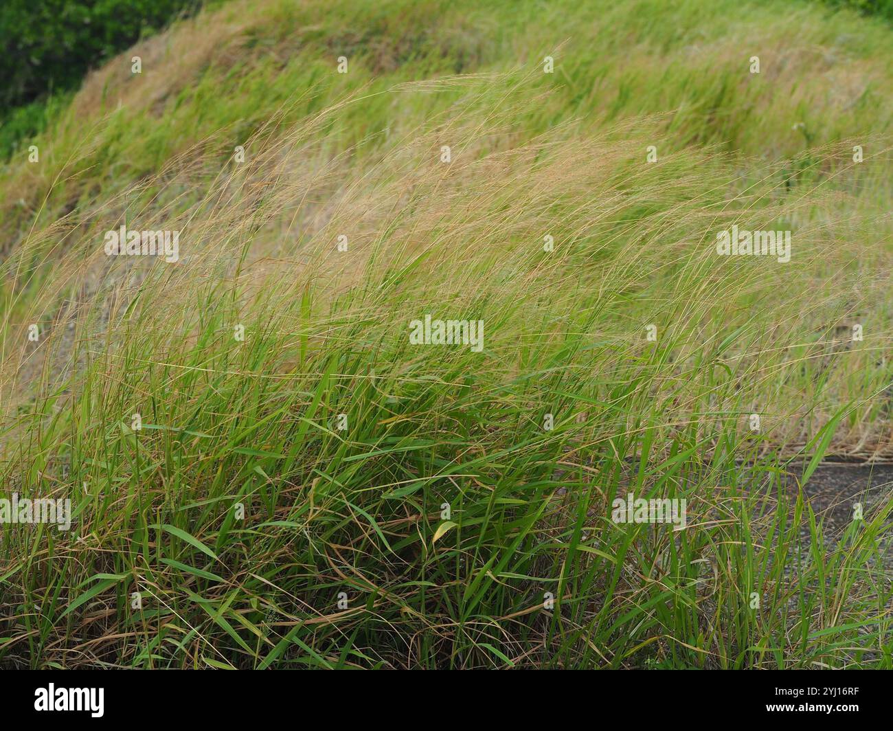 Megathyrsus maximus hi-res stock photography and images - Alamy