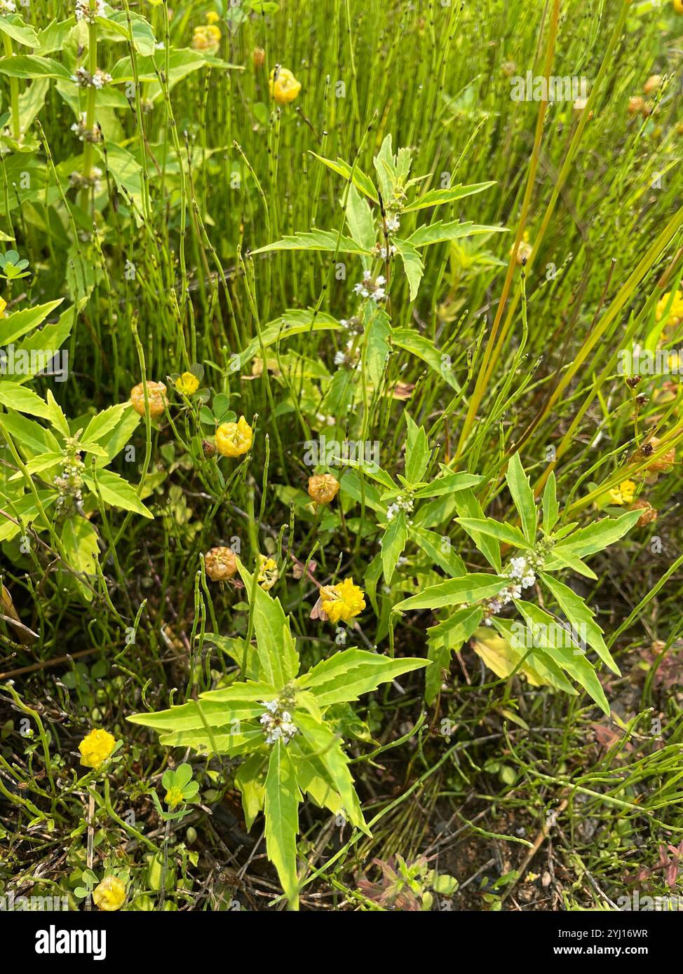 American bugleweed (Lycopus americanus Stock Photo - Alamy