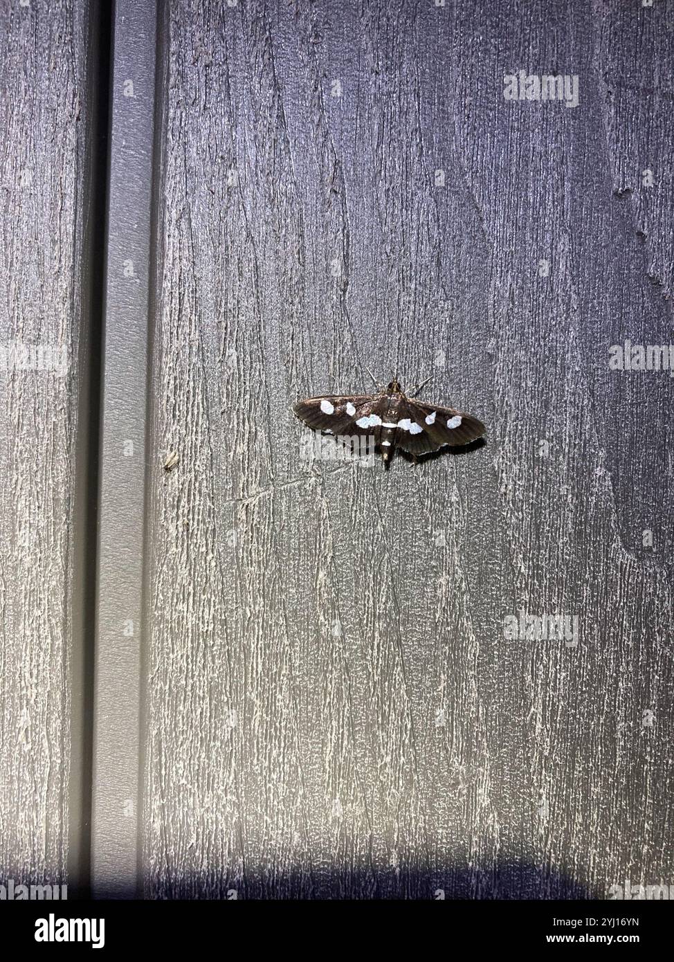 Grape Leaffolder and Leafroller Moths (Desmia funeralis Stock Photo - Alamy