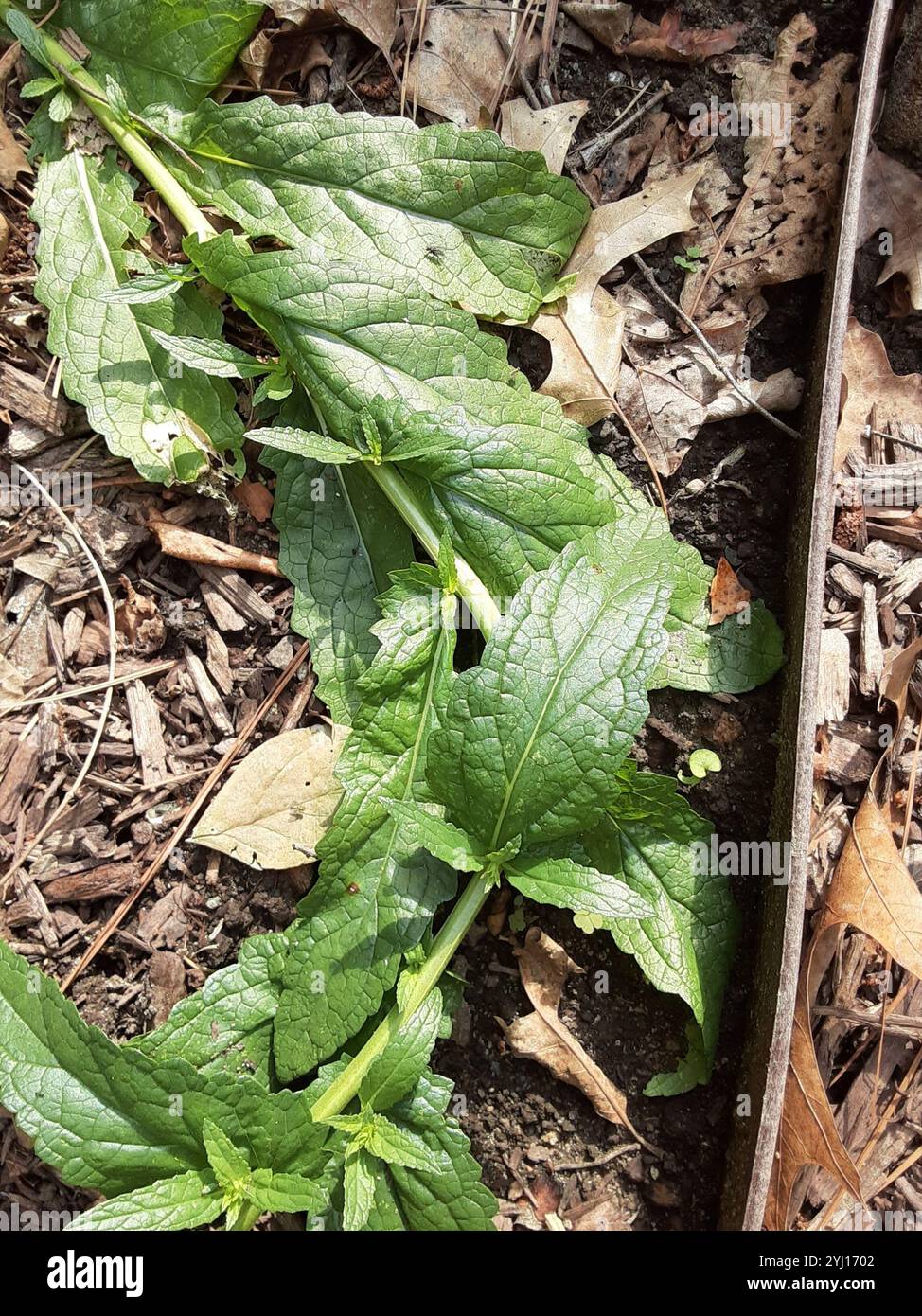 moth mullein (Verbascum blattaria Stock Photo - Alamy