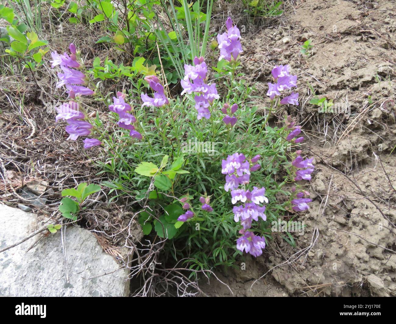 Bush Penstemon (Penstemon fruticosus Stock Photo - Alamy