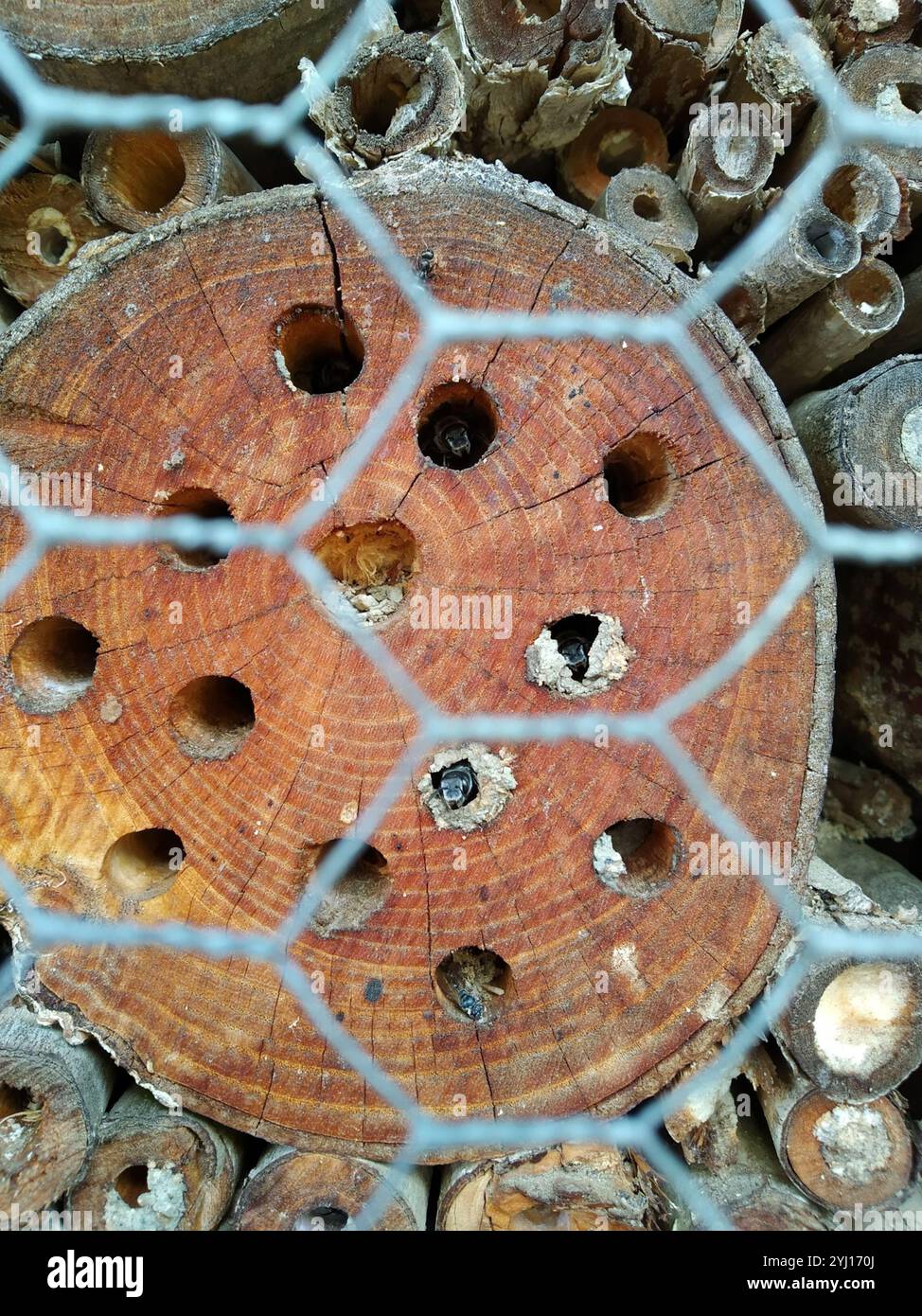 Small Mason Bees (Hoplitis Stock Photo - Alamy