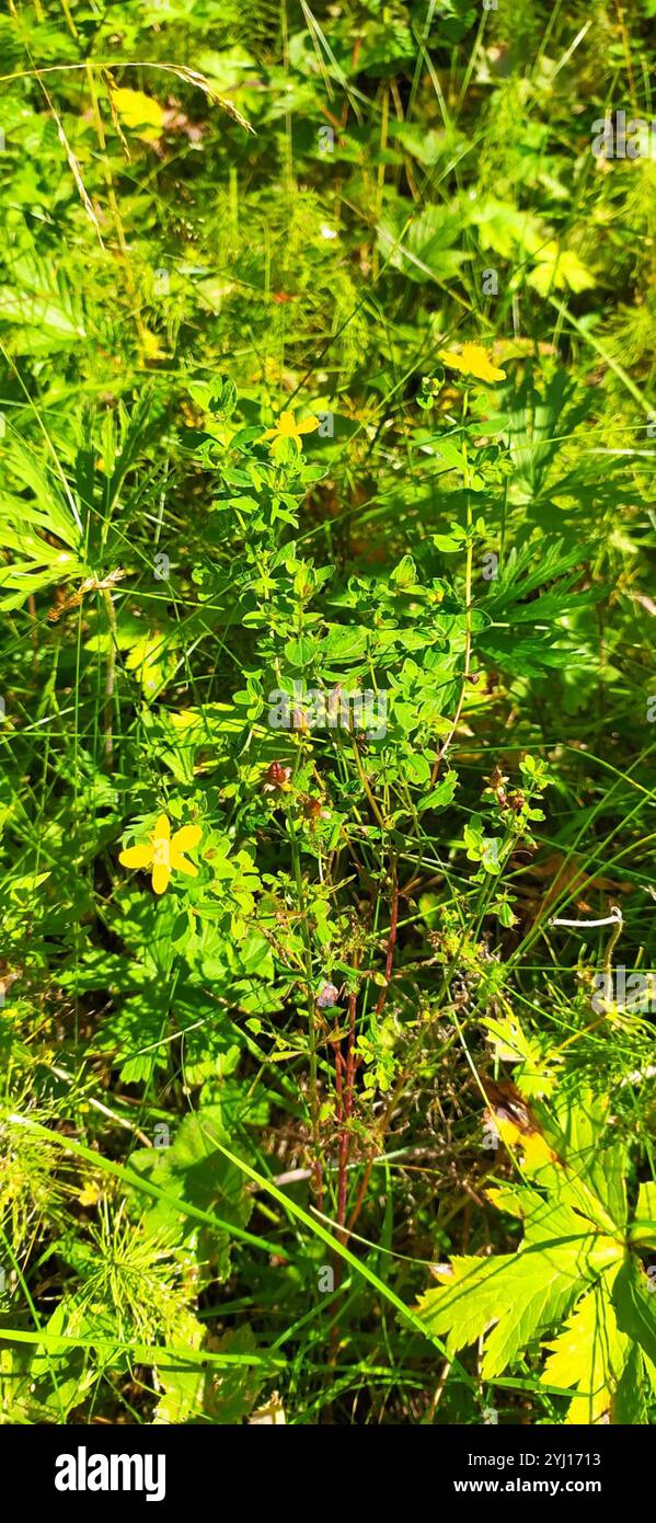 Imperforate st hi-res stock photography and images - Alamy