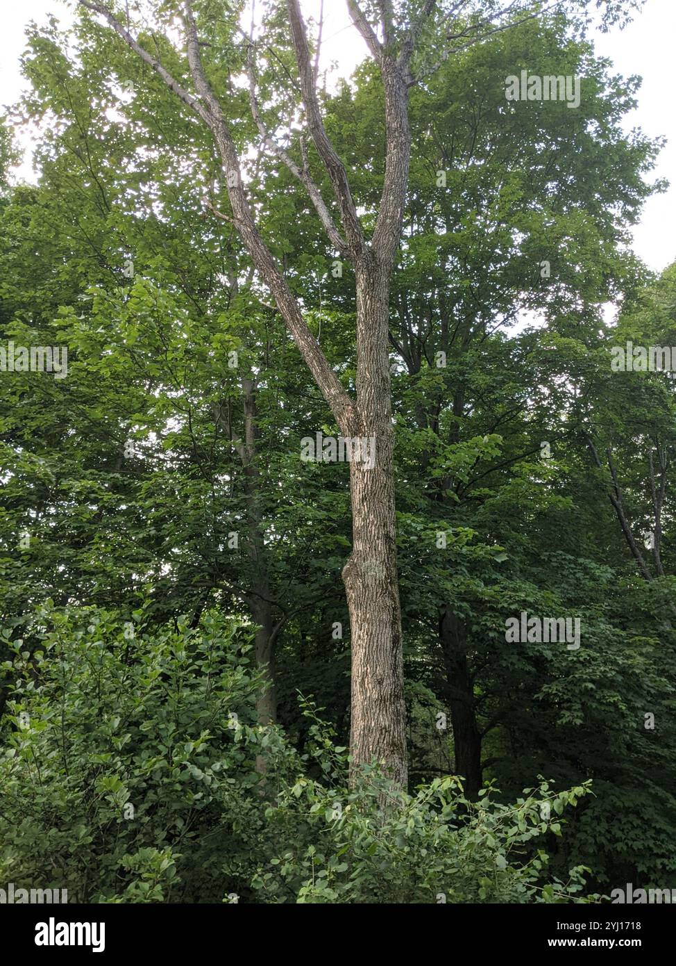 Emerald Ash Borer (Agrilus planipennis Stock Photo - Alamy