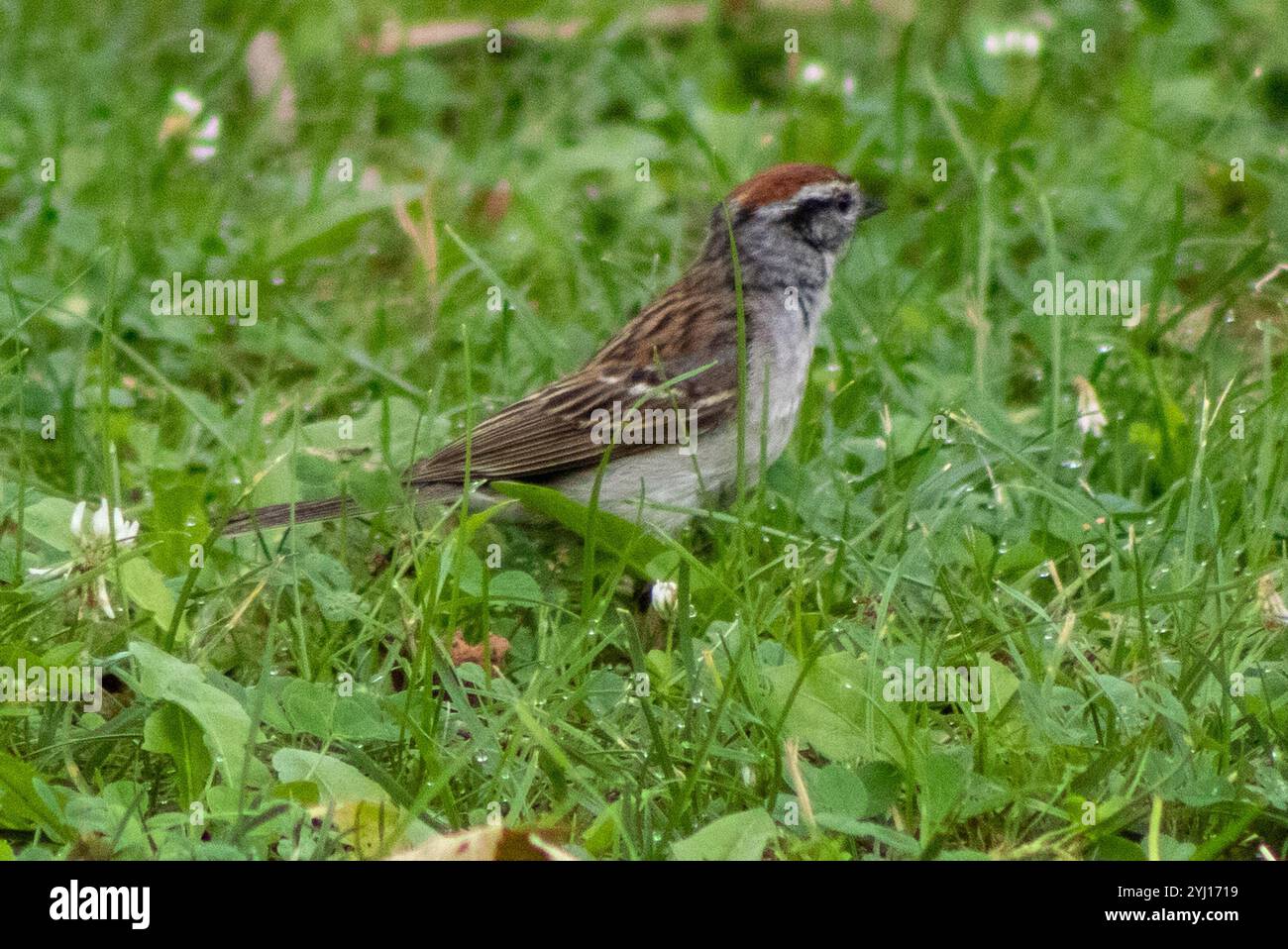 Chipping Sparrow (Spizella passerina Stock Photo - Alamy