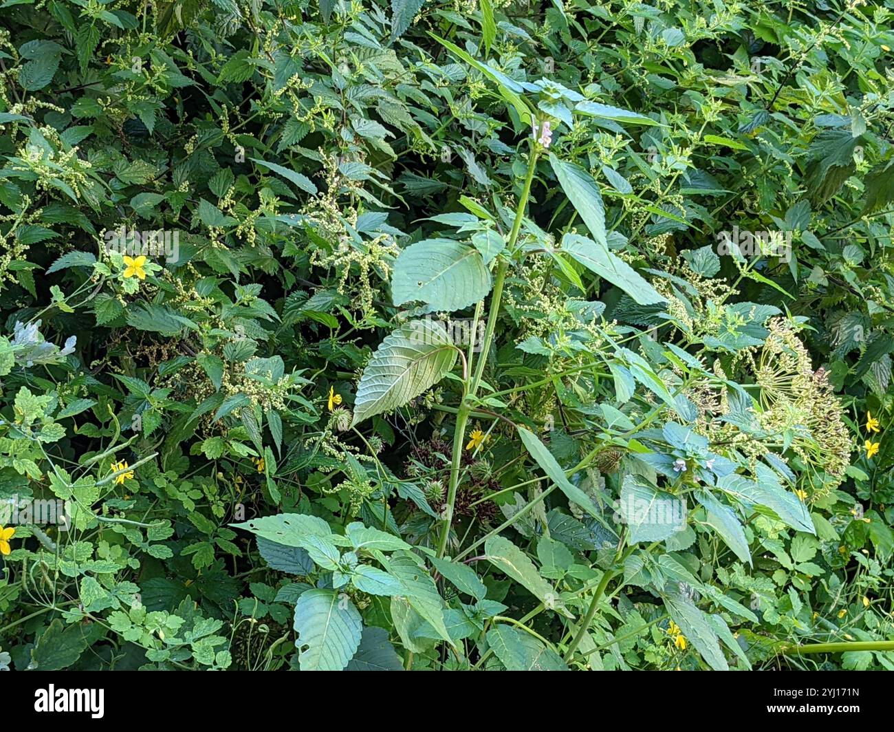 Common hemp-nettle (Galeopsis tetrahit Stock Photo - Alamy