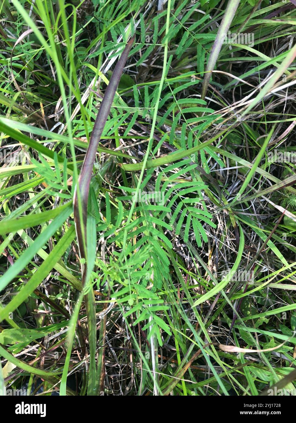Illinois bundleflower (Desmanthus illinoensis Stock Photo - Alamy