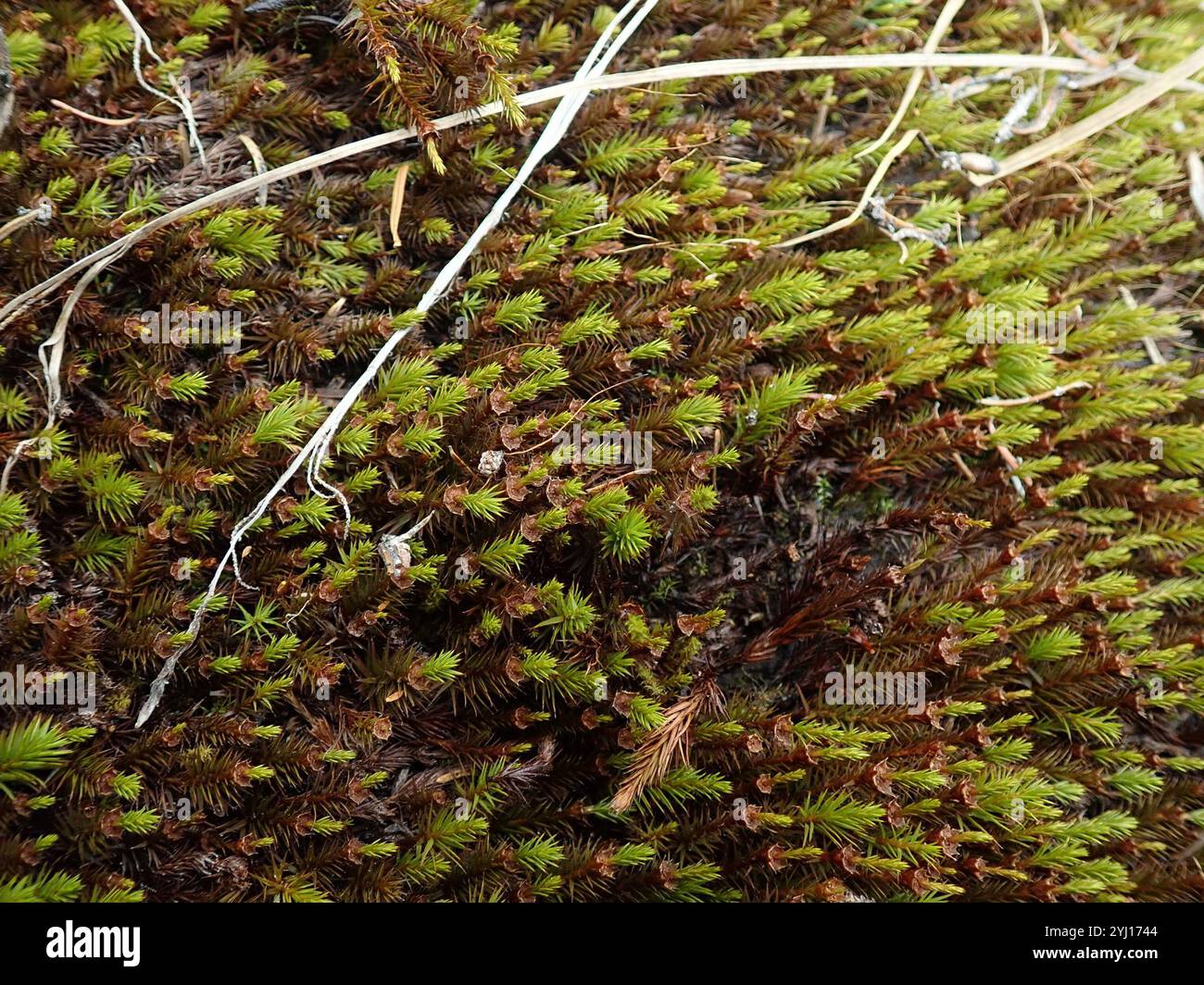 Common Haircap Moss (Polytrichum commune Stock Photo - Alamy