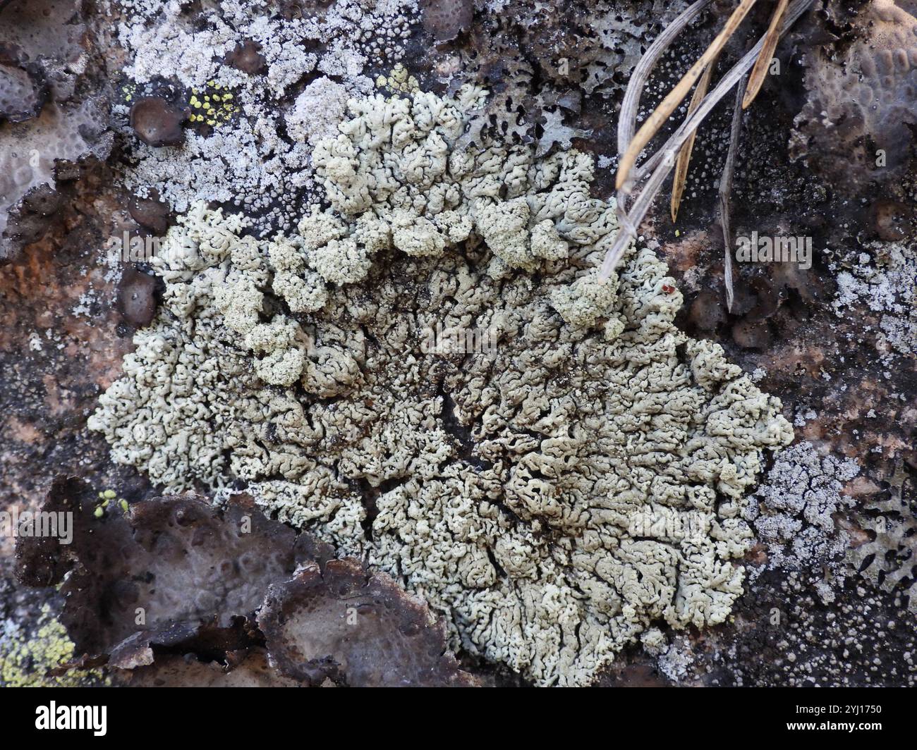 Finger Ring Lichen (Arctoparmelia incurva Stock Photo - Alamy