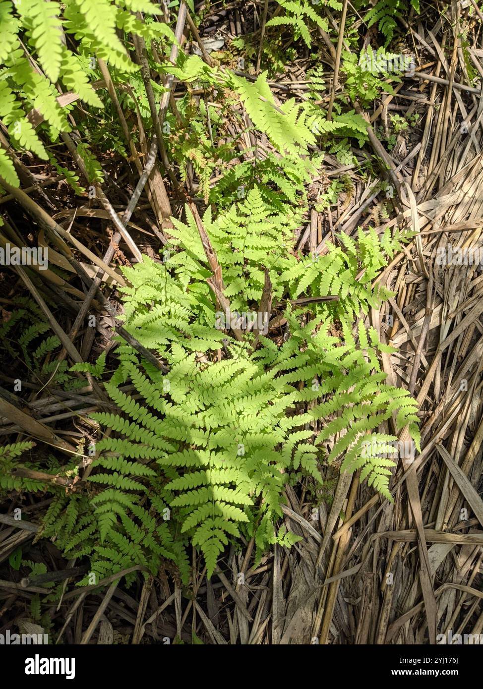 marsh fern (Thelypteris palustris Stock Photo - Alamy