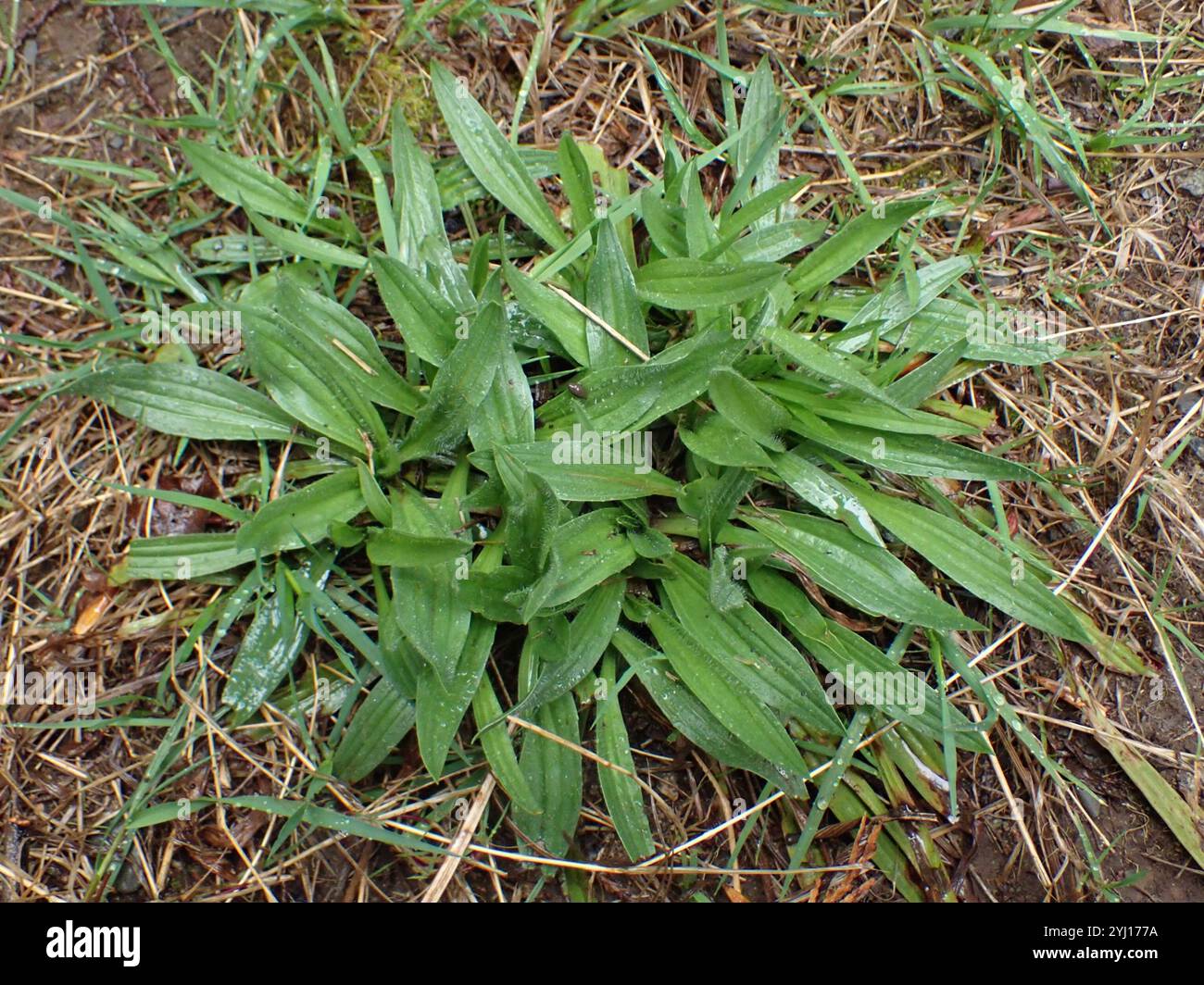 ribwort plantain (Plantago lanceolata Stock Photo - Alamy