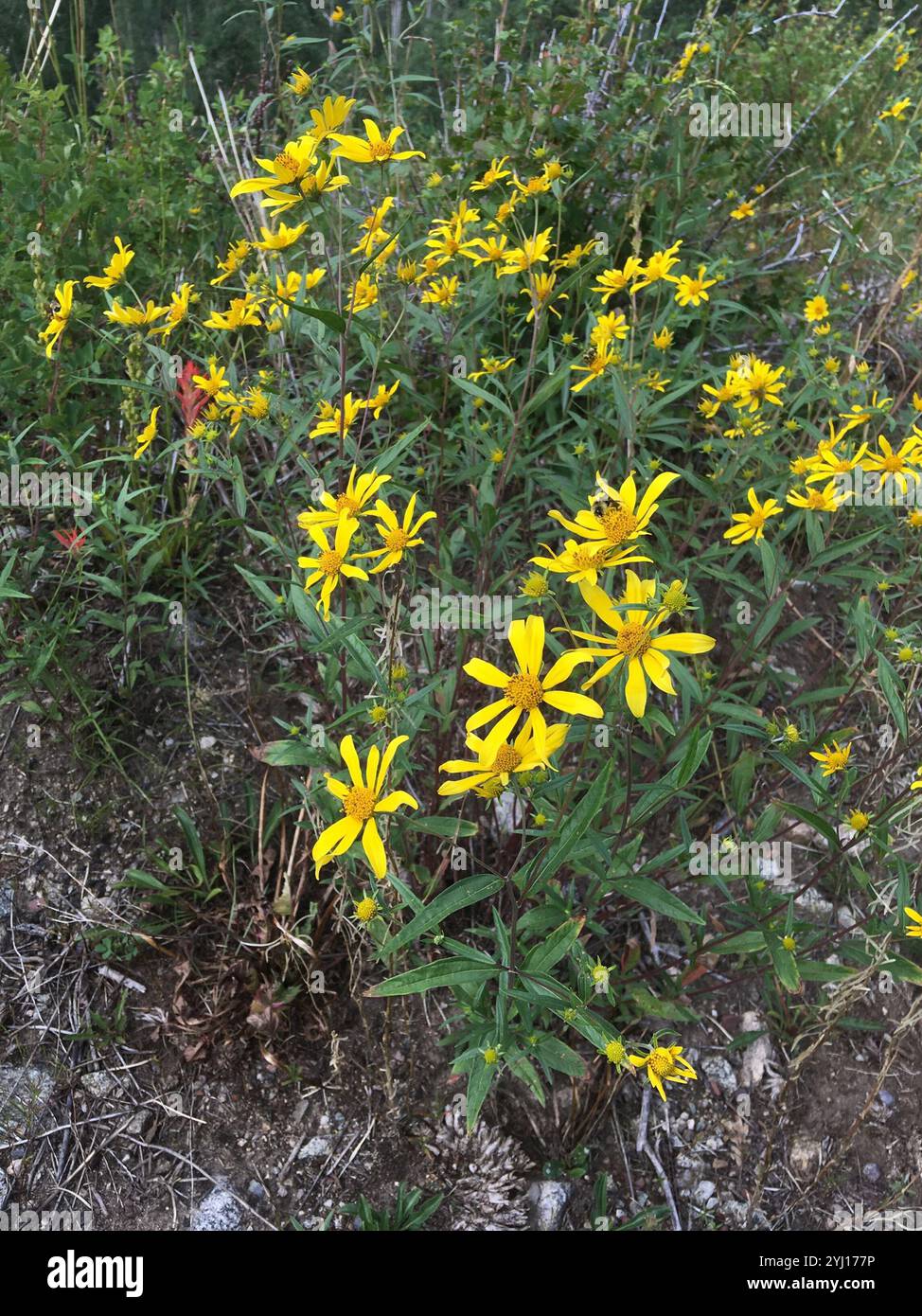 Heliomeris multiflora hi-res stock photography and images - Alamy