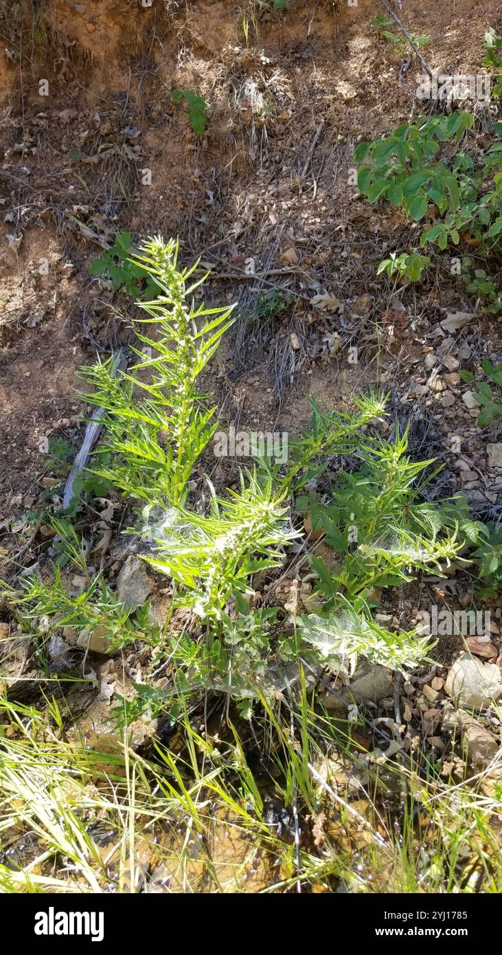 durango root (Datisca glomerata Stock Photo - Alamy