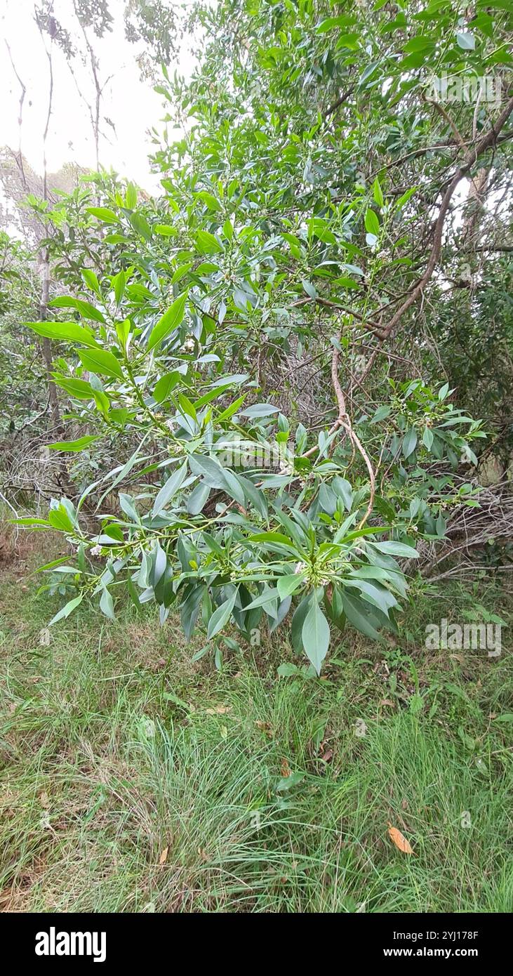 Boobialla (Myoporum acuminatum Stock Photo - Alamy
