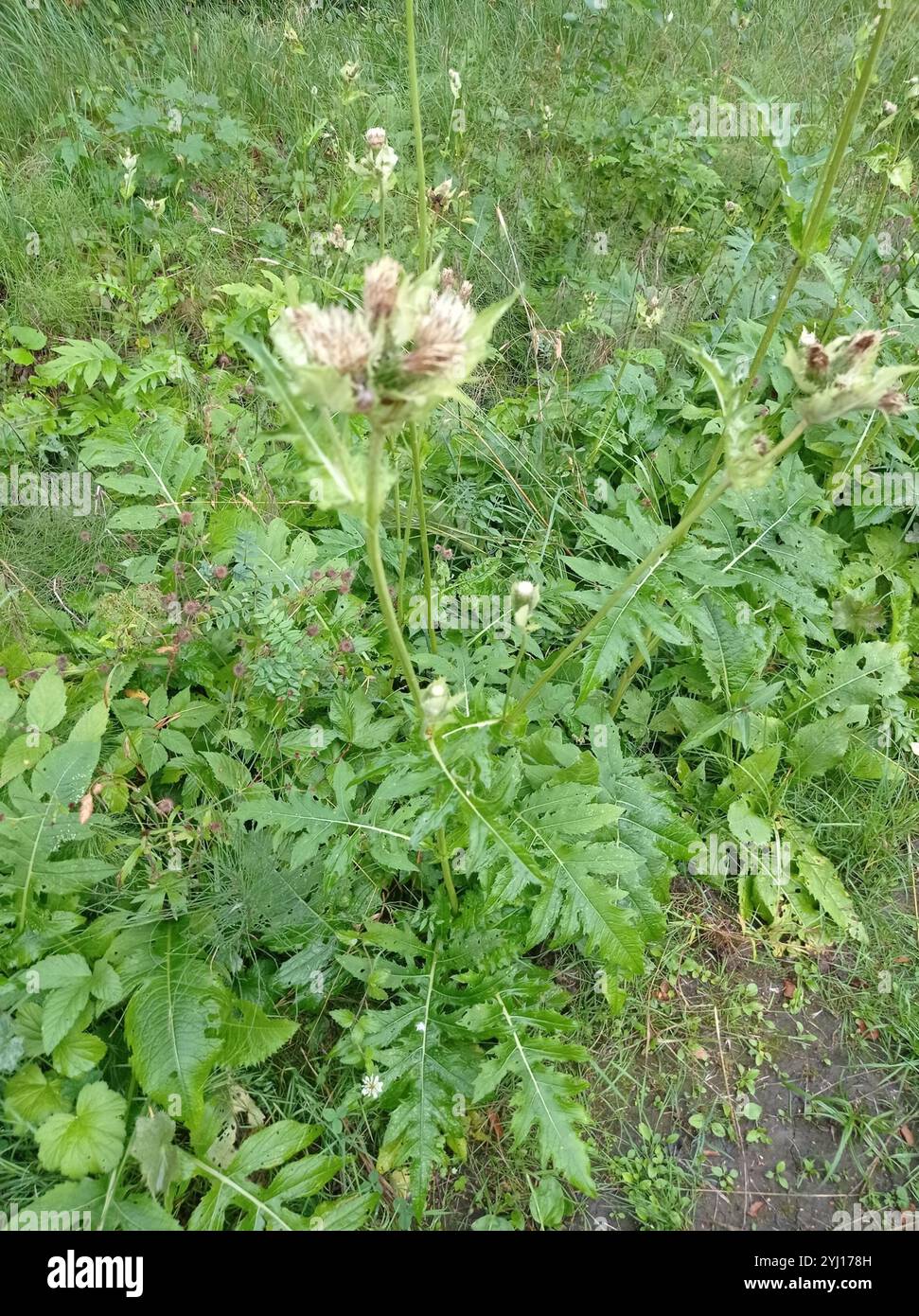 Cabbage Thistle (Cirsium oleraceum Stock Photo - Alamy