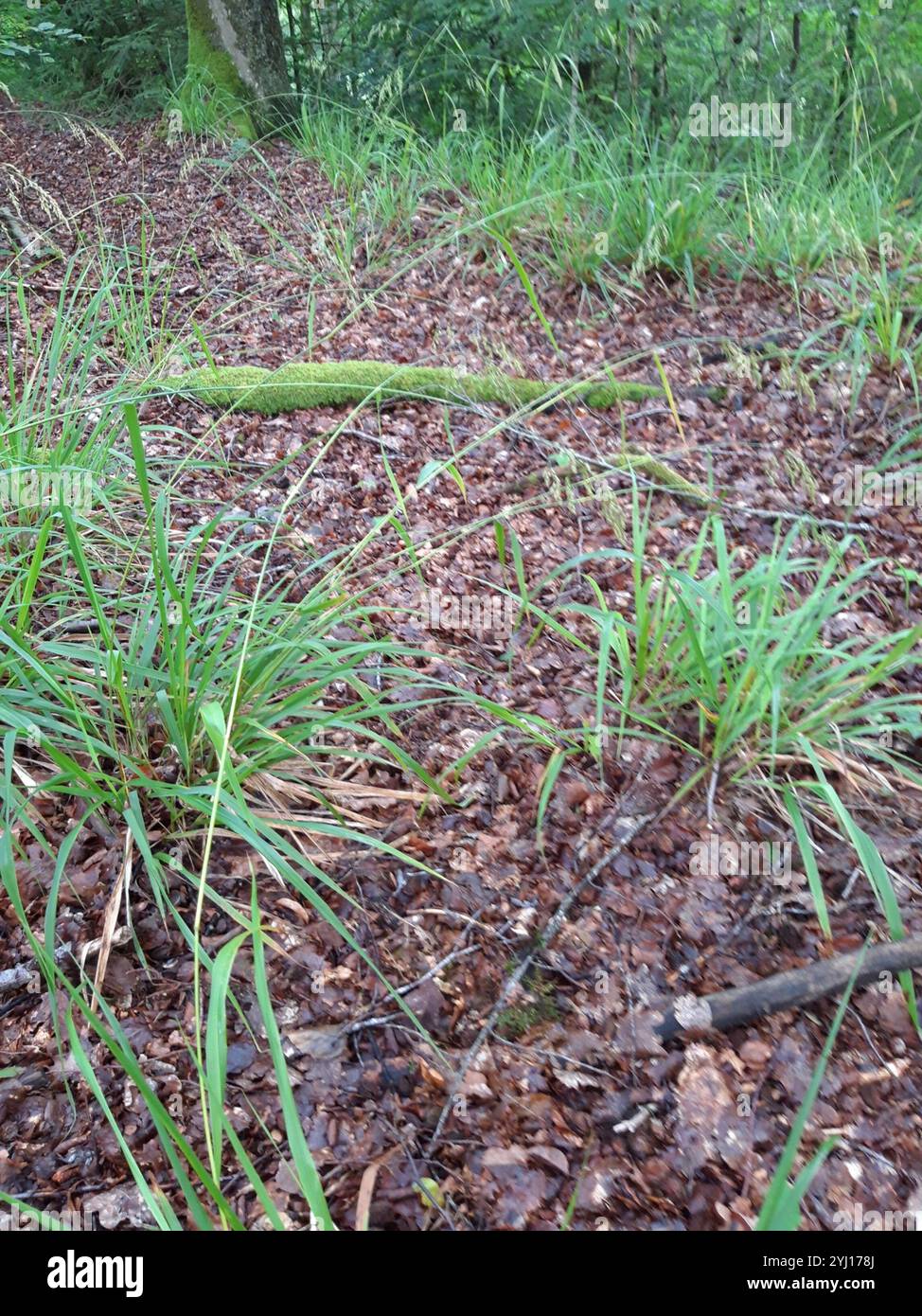 Wood Fescue (Festuca altissima Stock Photo - Alamy