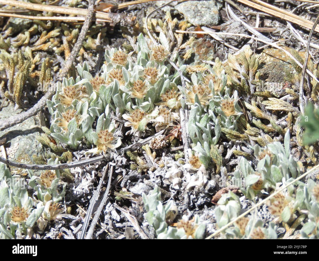 Low Pussytoes (Antennaria dimorpha Stock Photo - Alamy