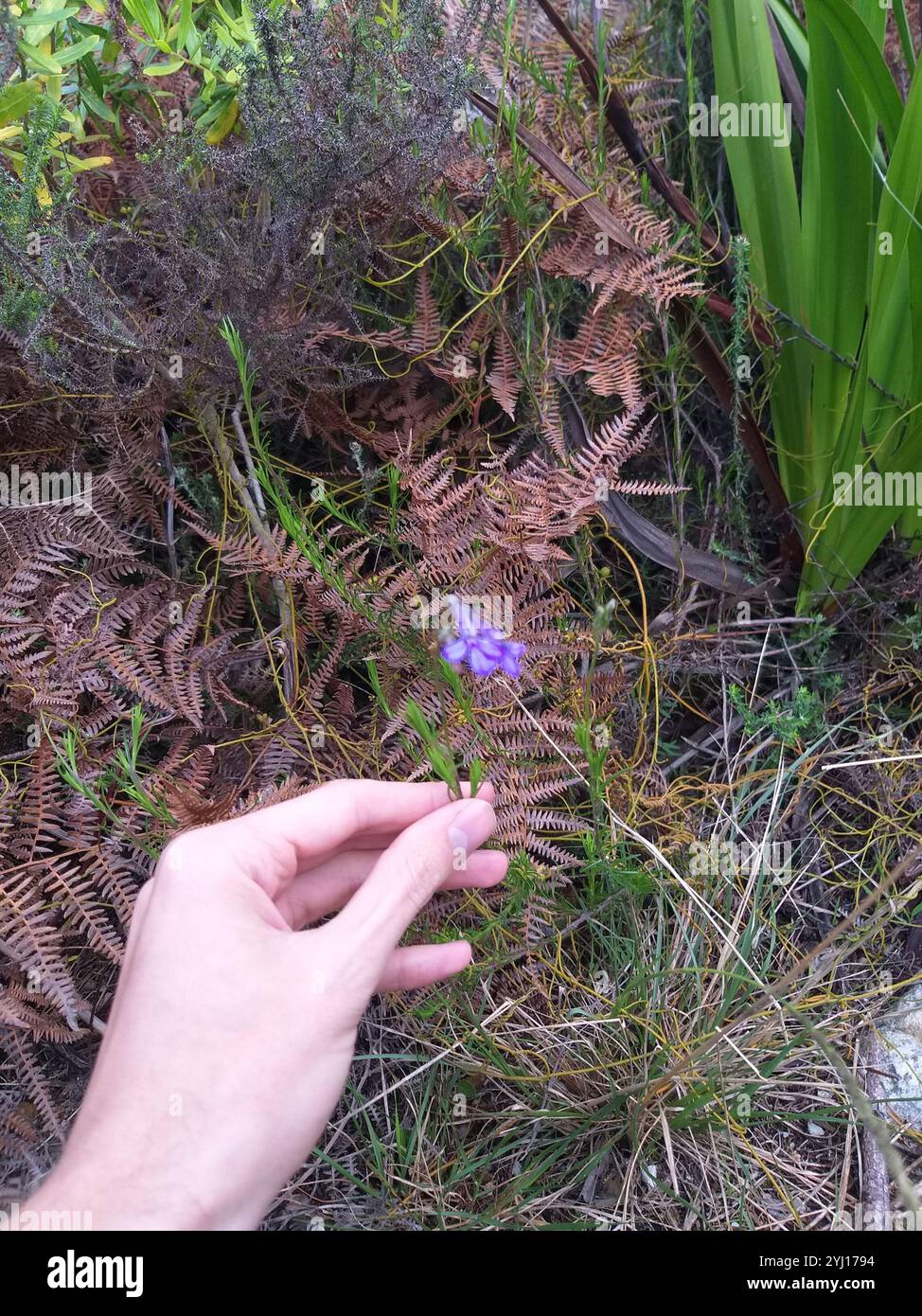 Pineleaf Lobelia (Lobelia pinifolia Stock Photo - Alamy