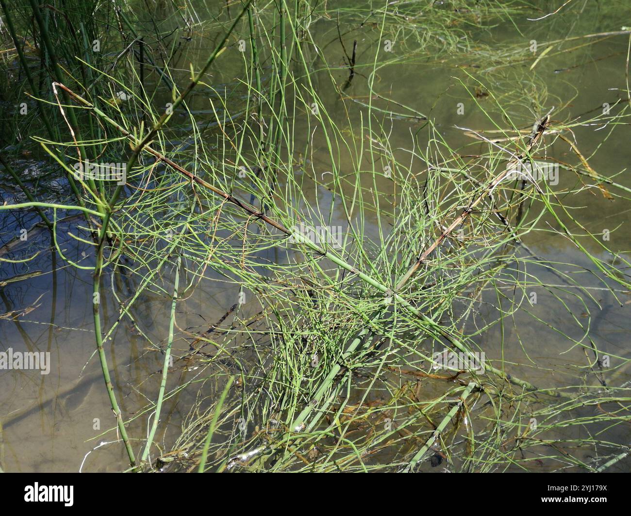 Branched Horsetail (Equisetum ramosissimum Stock Photo - Alamy