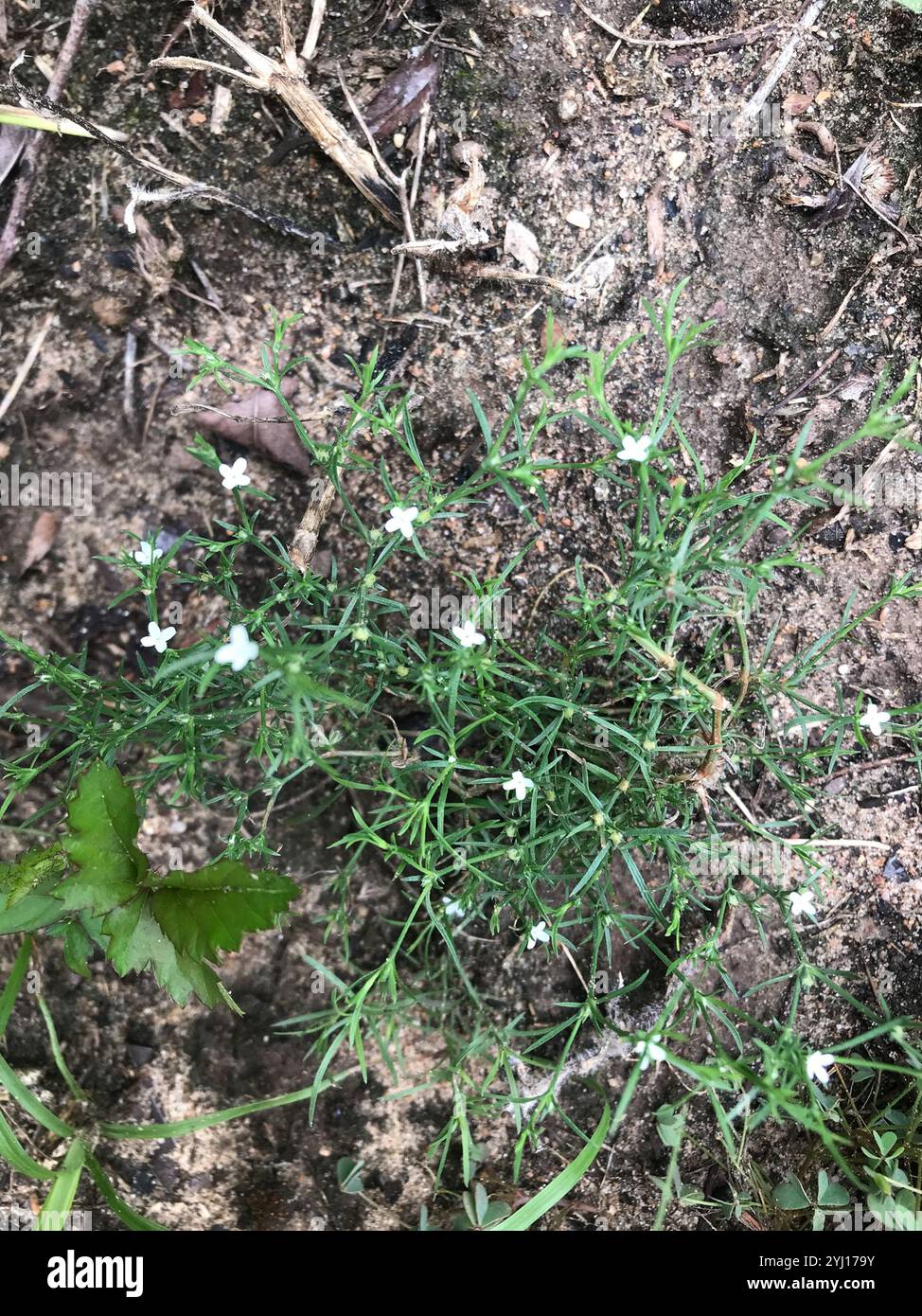 Rust Weed (Polypremum procumbens Stock Photo - Alamy