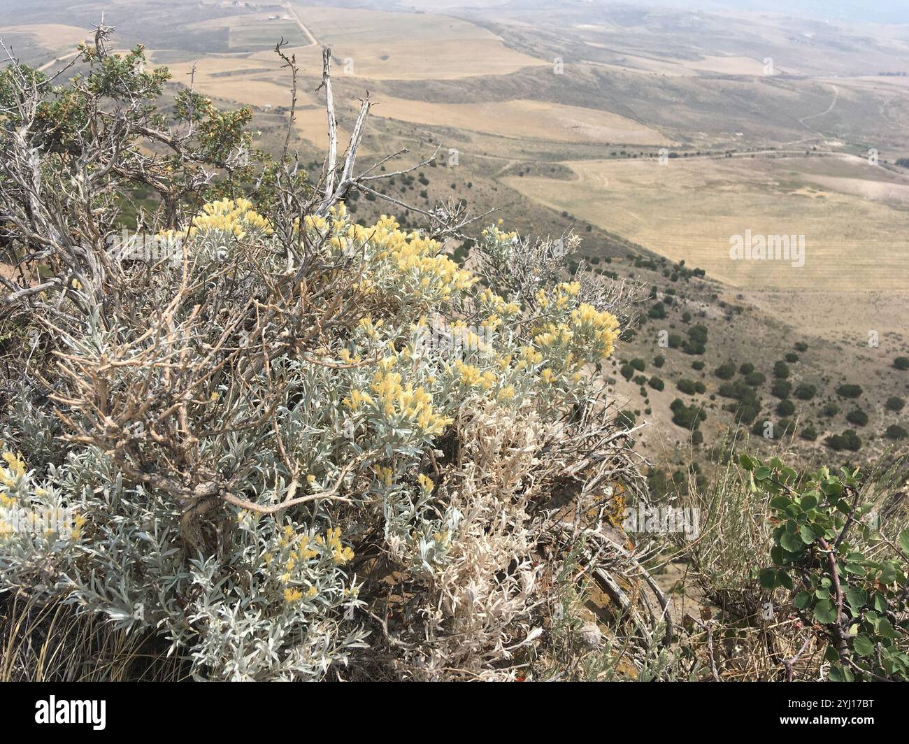 Spineless Horsebrush (Tetradymia canescens Stock Photo - Alamy