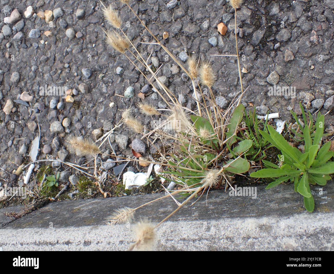 rabbitfoot grass (Polypogon monspeliensis Stock Photo - Alamy