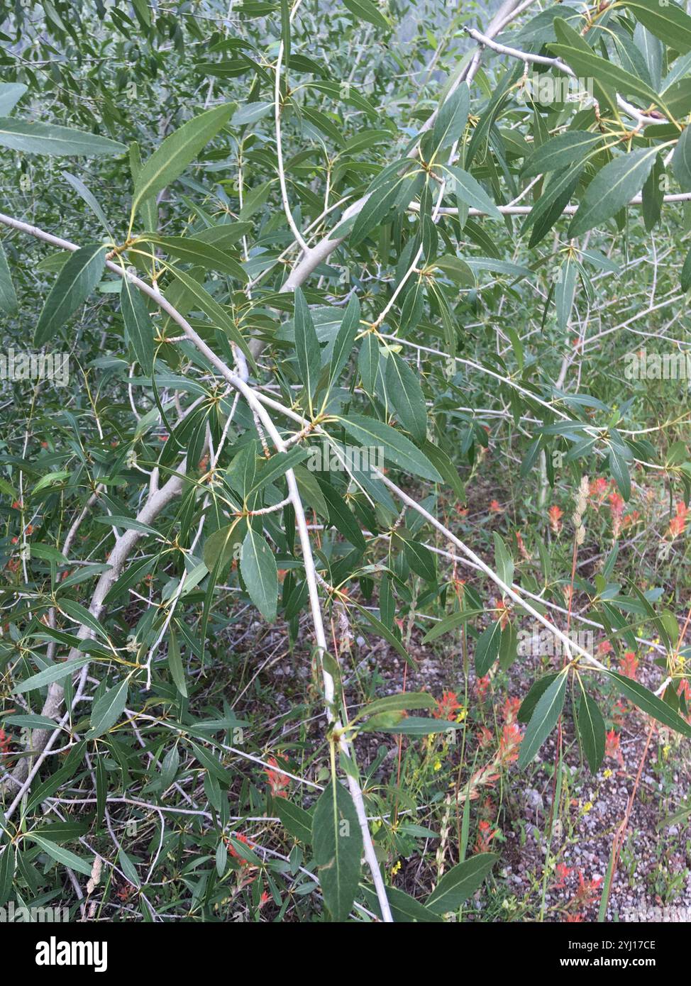 Narrowleaf Cottonwood (Populus angustifolia Stock Photo - Alamy