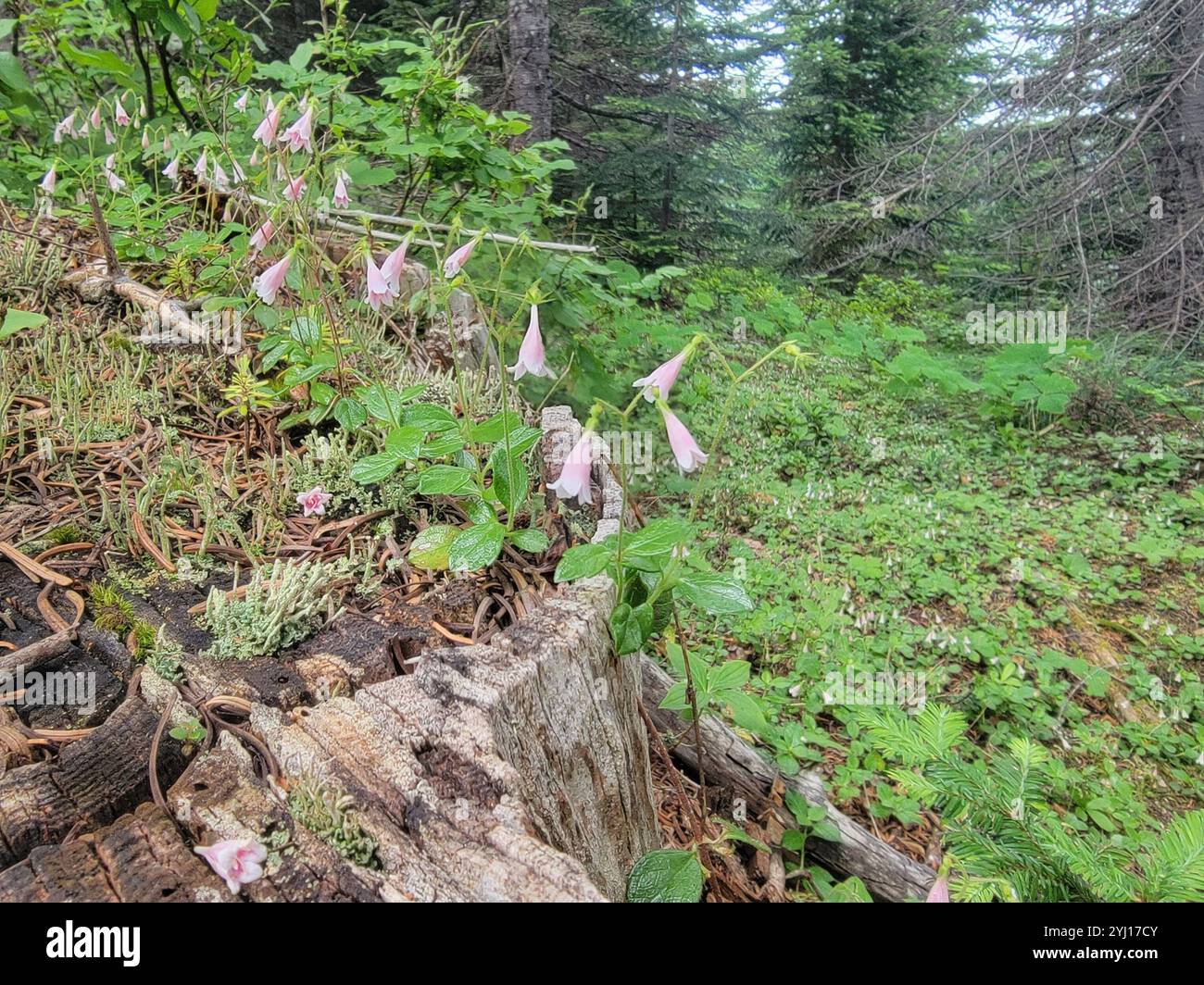 Twinflower (Linnaea borealis Stock Photo - Alamy