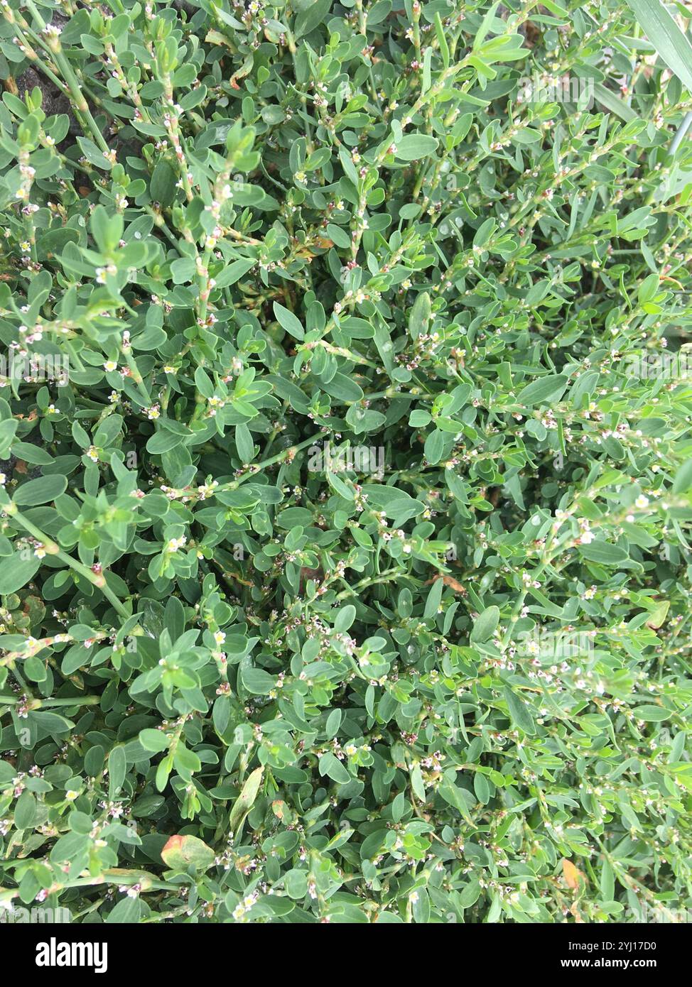 Common Knotgrass Complex (Polygonum aviculare Stock Photo - Alamy