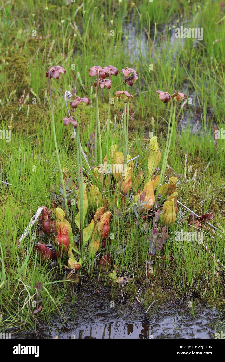 northern purple pitcher plant (Sarracenia purpurea purpurea Stock Photo ...