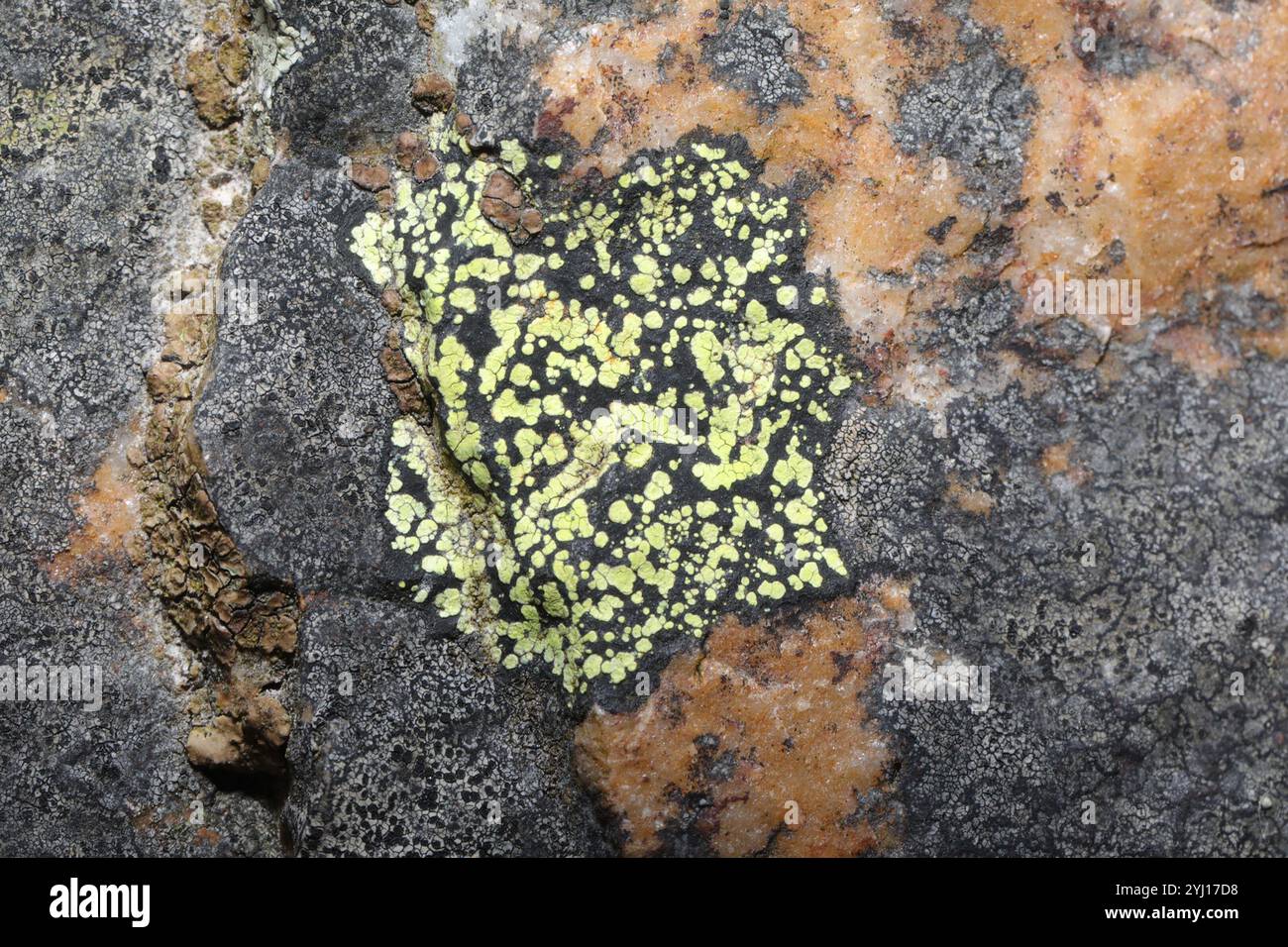 yellow map lichen (Rhizocarpon geographicum Stock Photo - Alamy