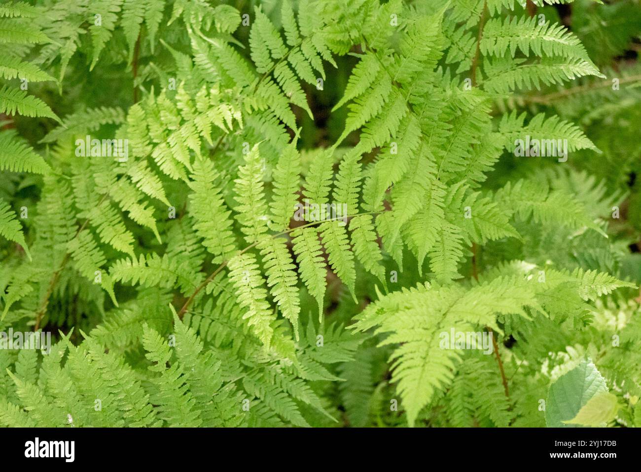 lady ferns (Athyrium Stock Photo - Alamy