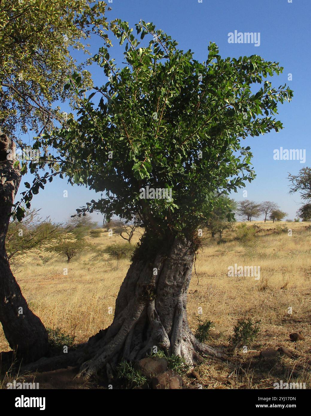 Common Wild Fig (Ficus burkei Stock Photo - Alamy