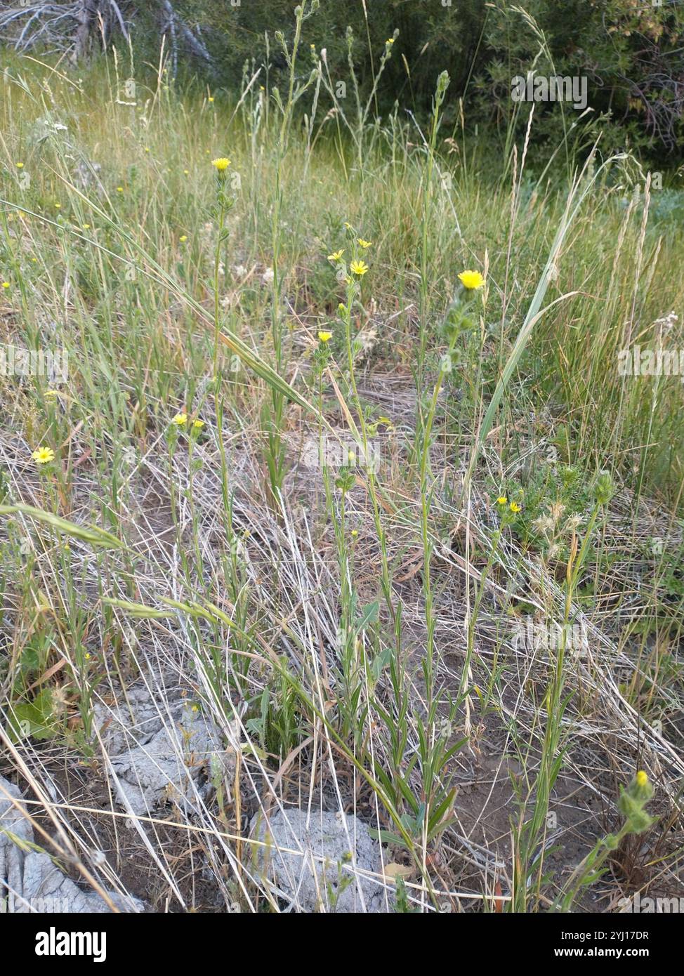 grassy tarweed (Madia gracilis Stock Photo - Alamy