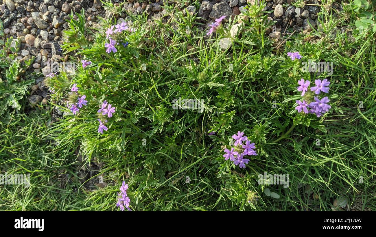 Dakota mock vervain (Glandularia bipinnatifida Stock Photo - Alamy