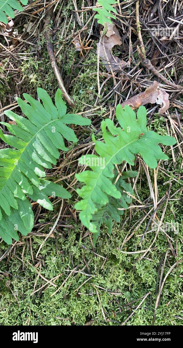 common polypody (Polypodium vulgare Stock Photo - Alamy