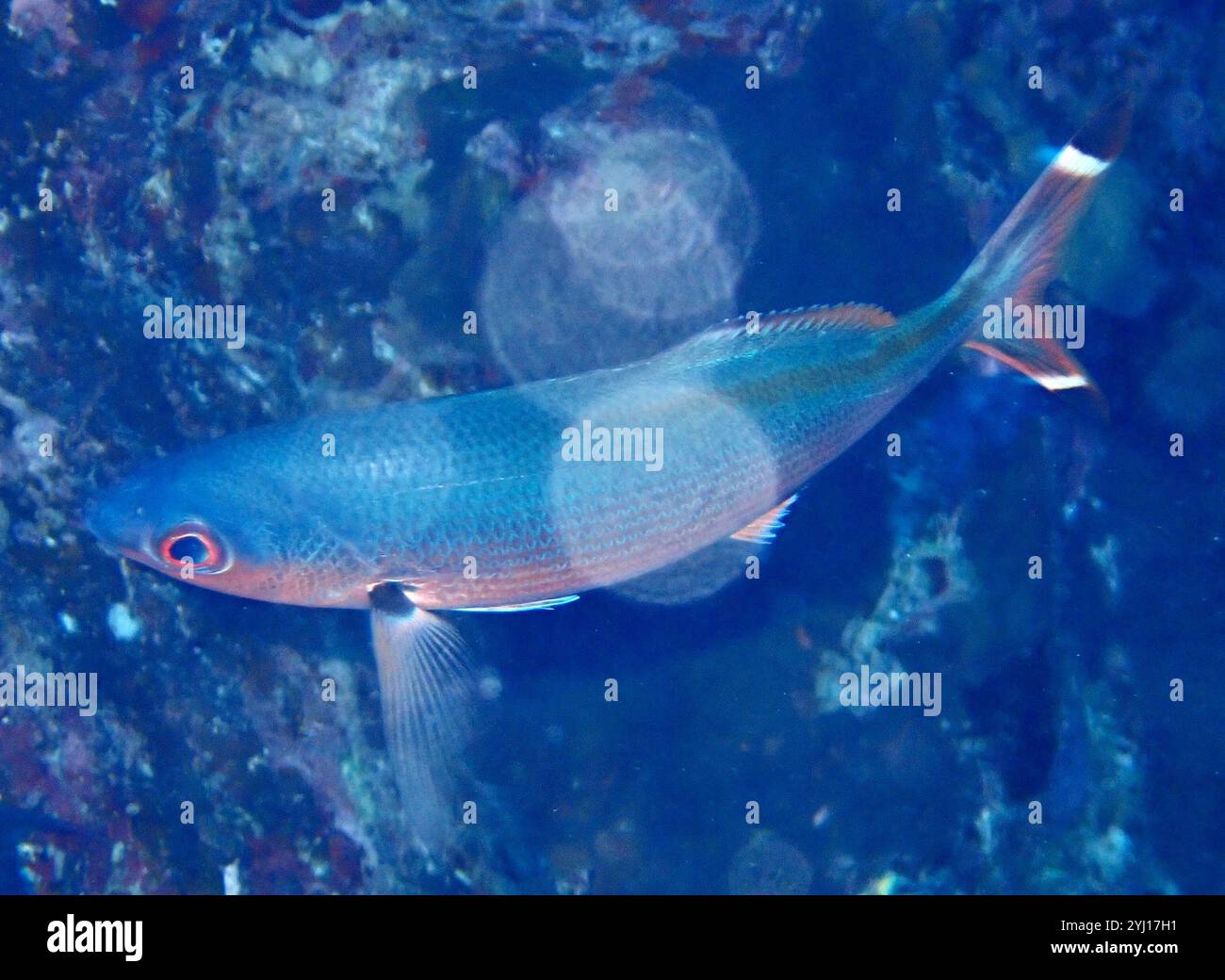 Suez Fusilier (Caesio suevica Stock Photo - Alamy